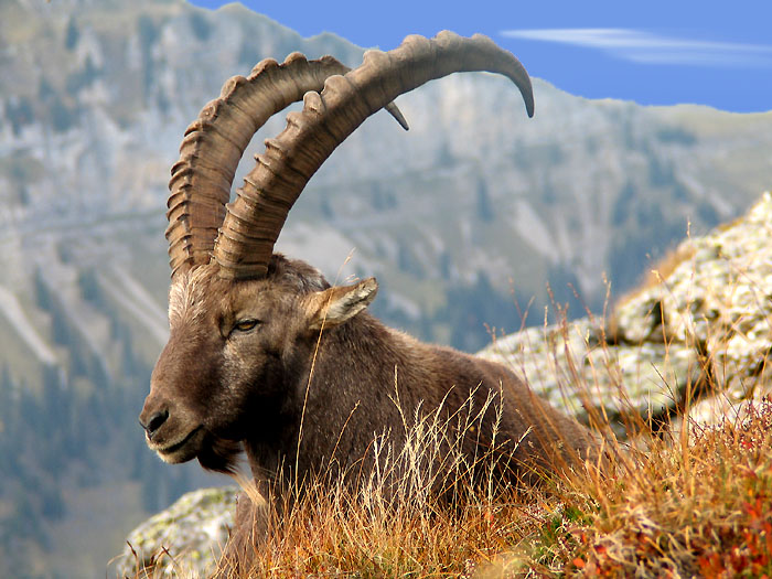 Krafttierkarte Steinbock